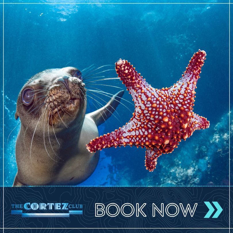 Whale Sharks 2025 - Whale Shark Snorkeling Tours - La Paz, Mexico ...